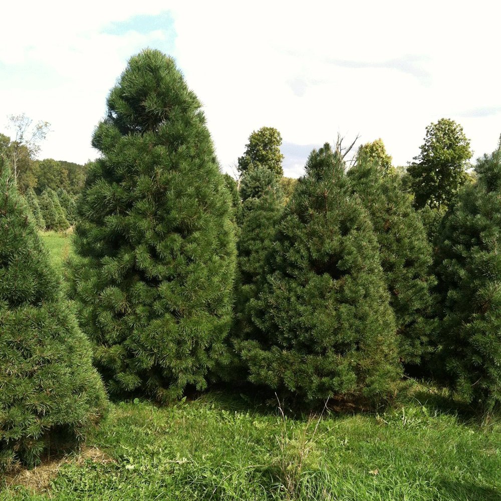 Bucktown Tree Farm - Oakwood - Danville Area Visitor's Bureau
